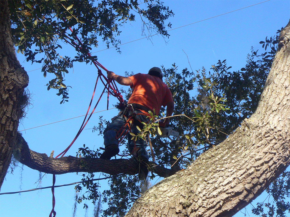 Tree Service in St. Pete FL | Tree Removal | Tree Trimming 🌴